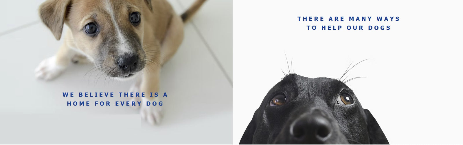 K9 FRIENDS – K9 Friends